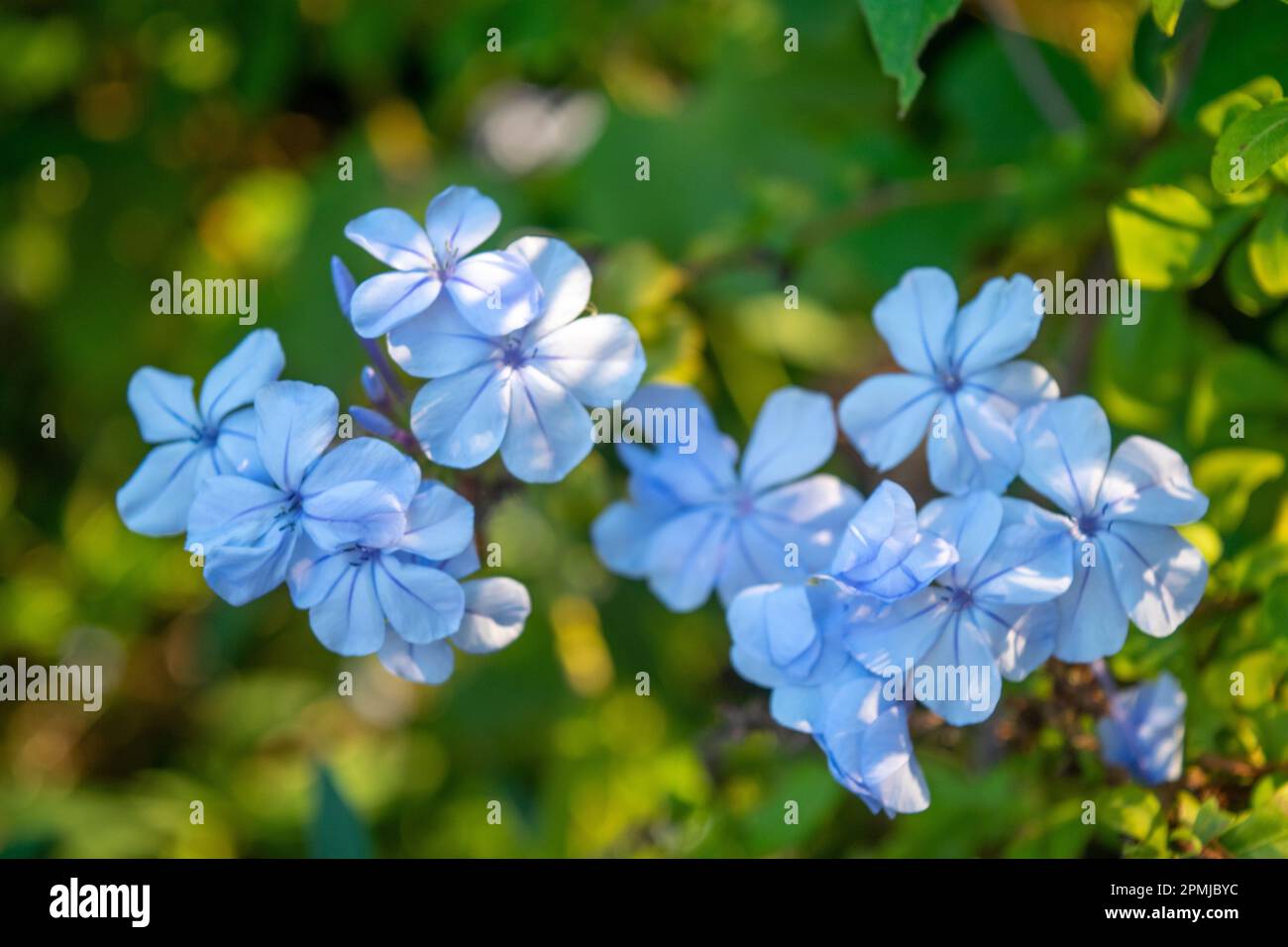 Jasmine flower photo hi-res stock photography and images - Alamy
