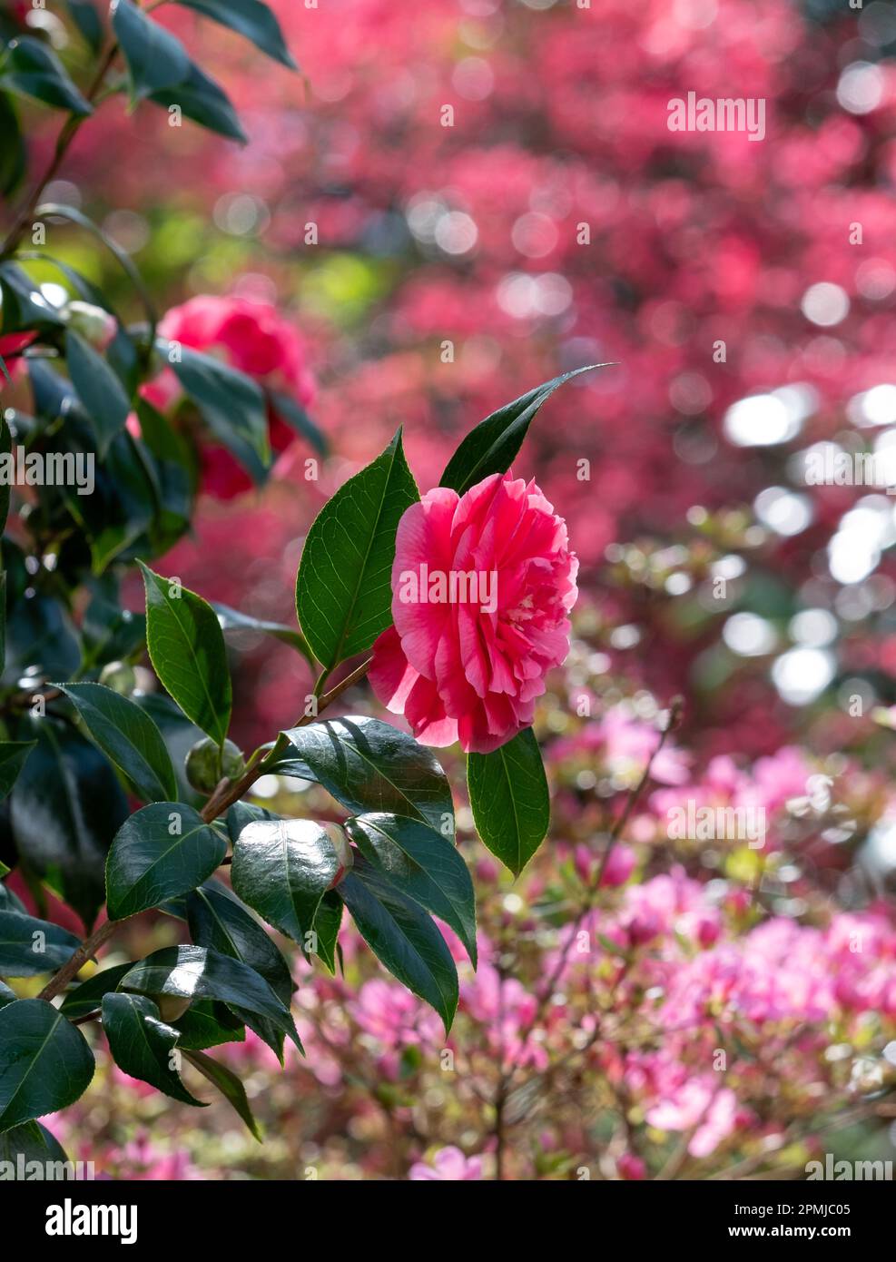 Pink camelia flower. Behind are rhododendron azalia flowers, bursting ...
