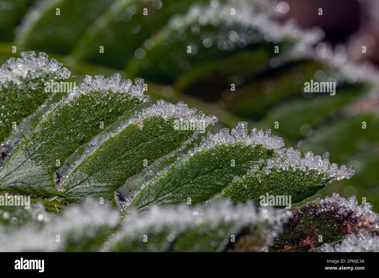 ice crystals on fern in detail, with special bokeh Stock Photo - Alamy