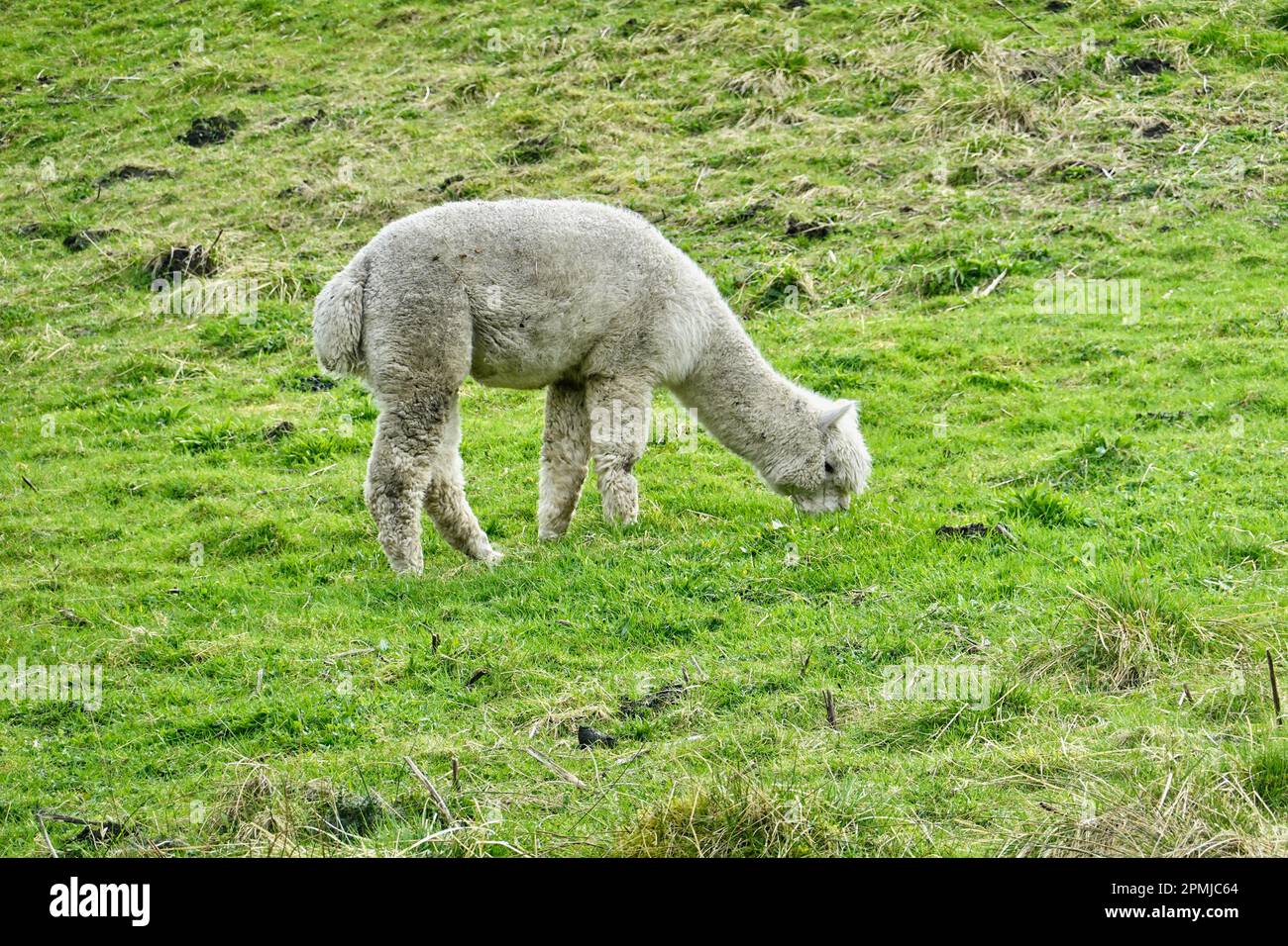 An alpaca in a field Stock Photo - Alamy