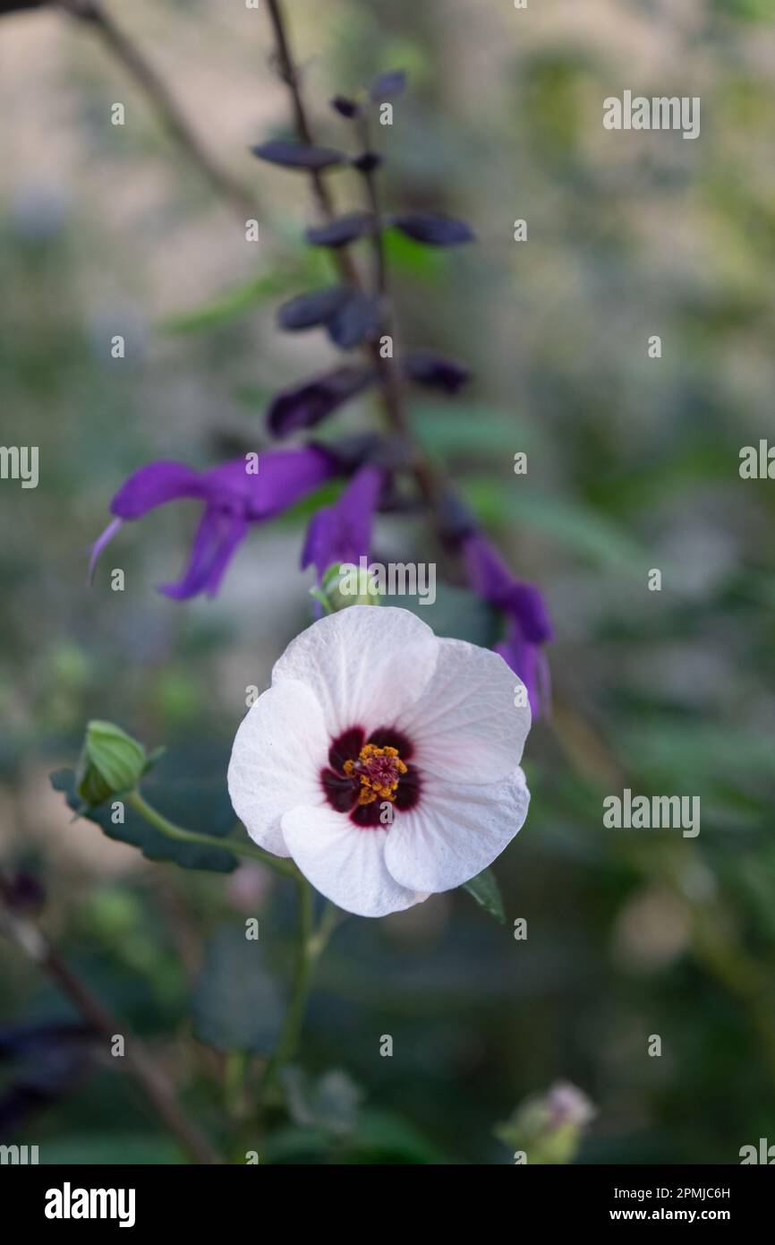 Beautiful flower of a pavonia hastata Stock Photo - Alamy
