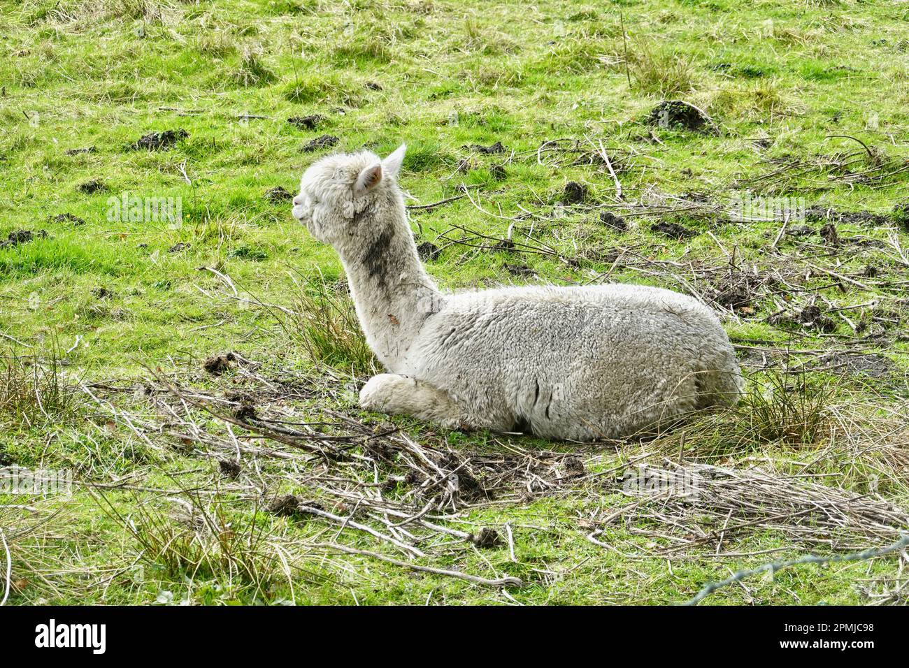 Alpaca in a field hi-res stock photography and images - Alamy