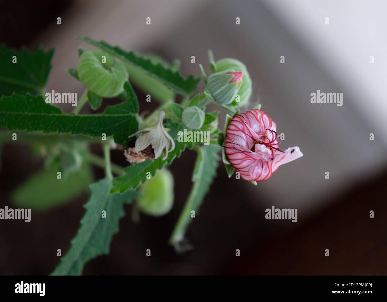 Beautiful flower of a pavonia hastata Stock Photo - Alamy