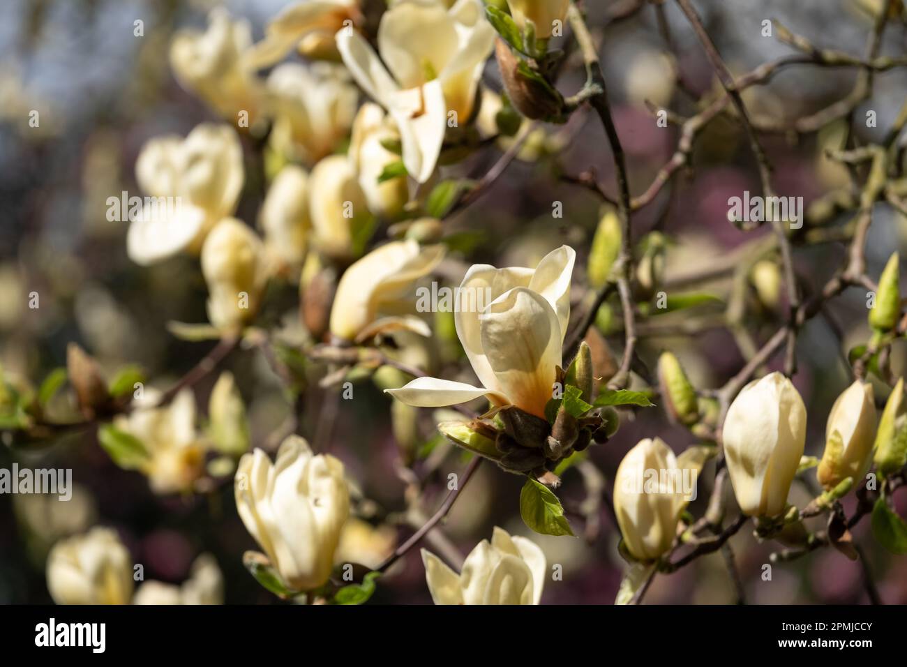 Stunning yellow flowers of the rare Yellow Fever magnolia tree ...