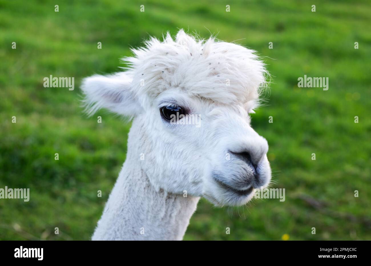 Alpaca close-up portrait on green background Stock Photo - Alamy