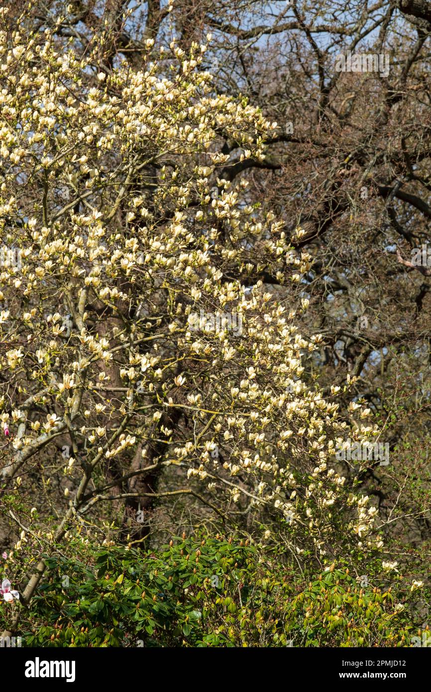 Stunning yellow flowers of the rare Yellow Fever magnolia tree ...