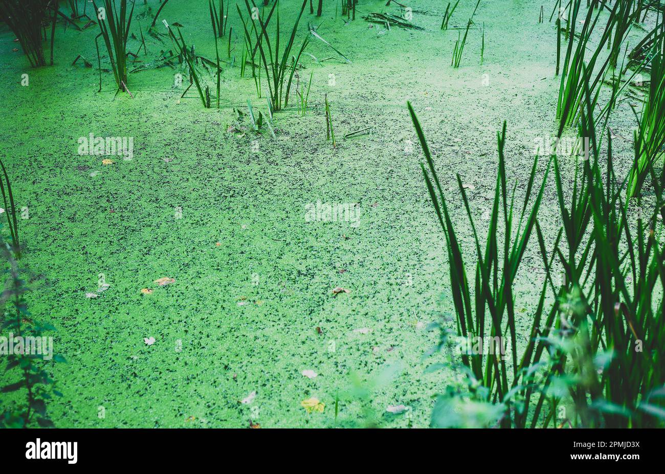 Background and texture of green pond Stock Photo - Alamy