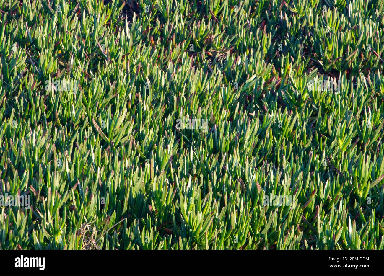 a close-up of many Carpobrotus edulis plants on the ground Stock Photo ...