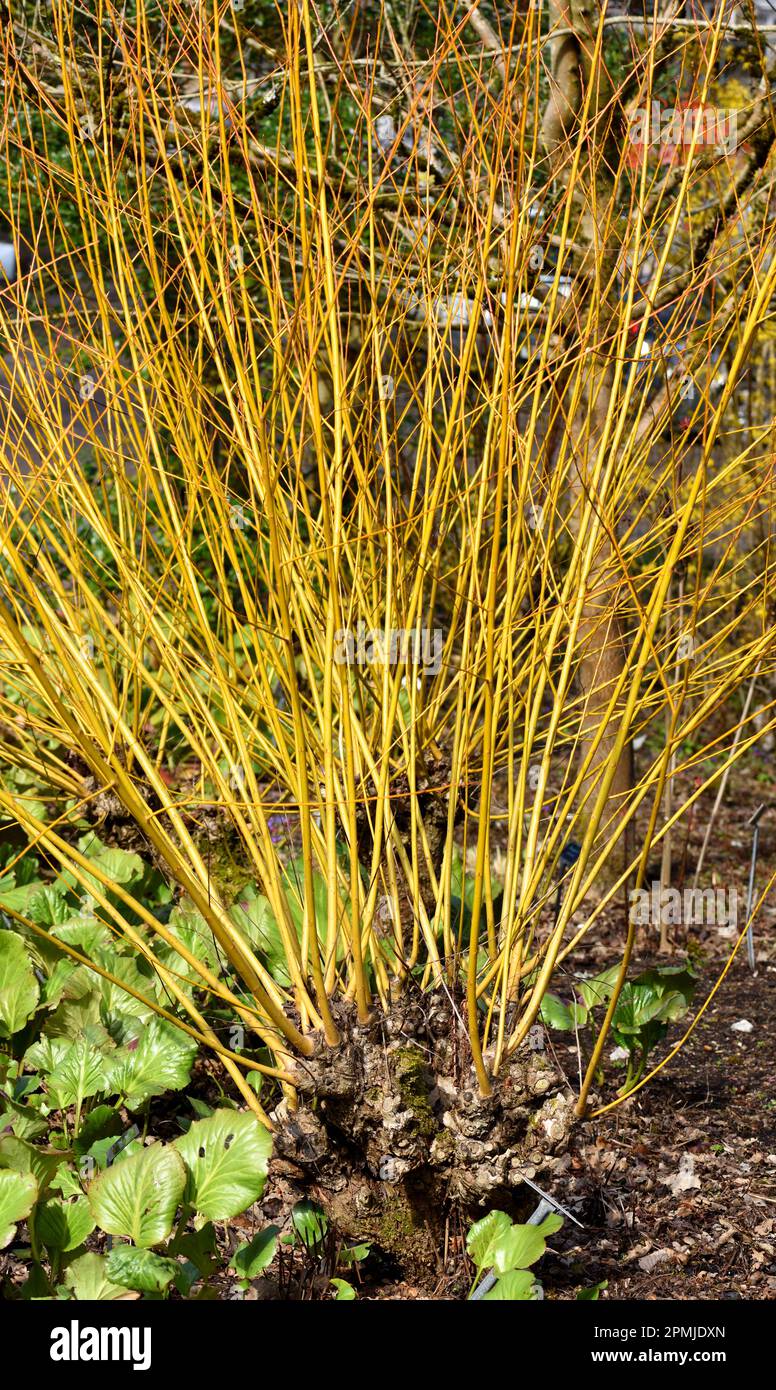 The yellow Spring stems of Salix Alba Chermesina Stock Photo - Alamy