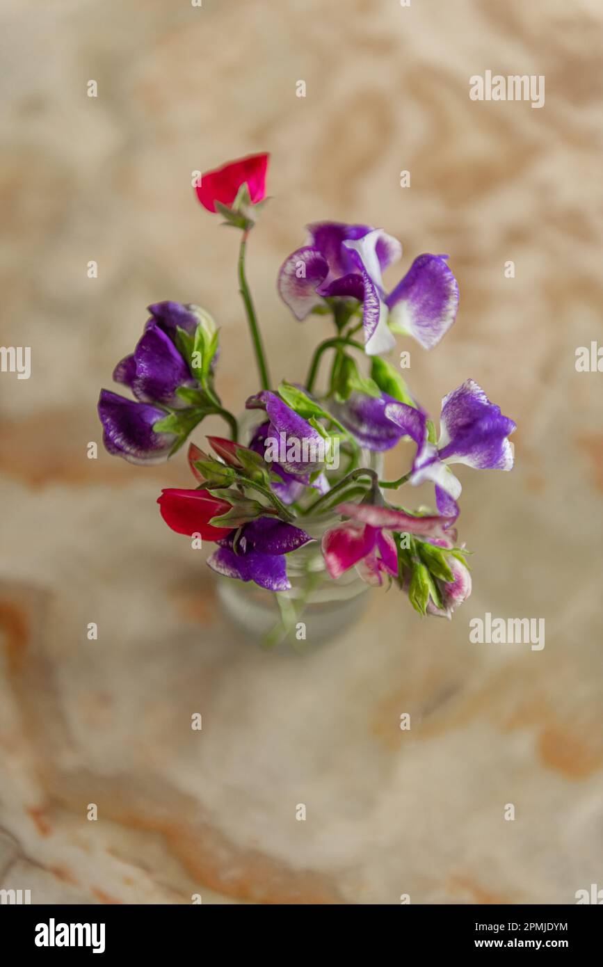 Sweet pea flowers in a flask Stock Photo - Alamy