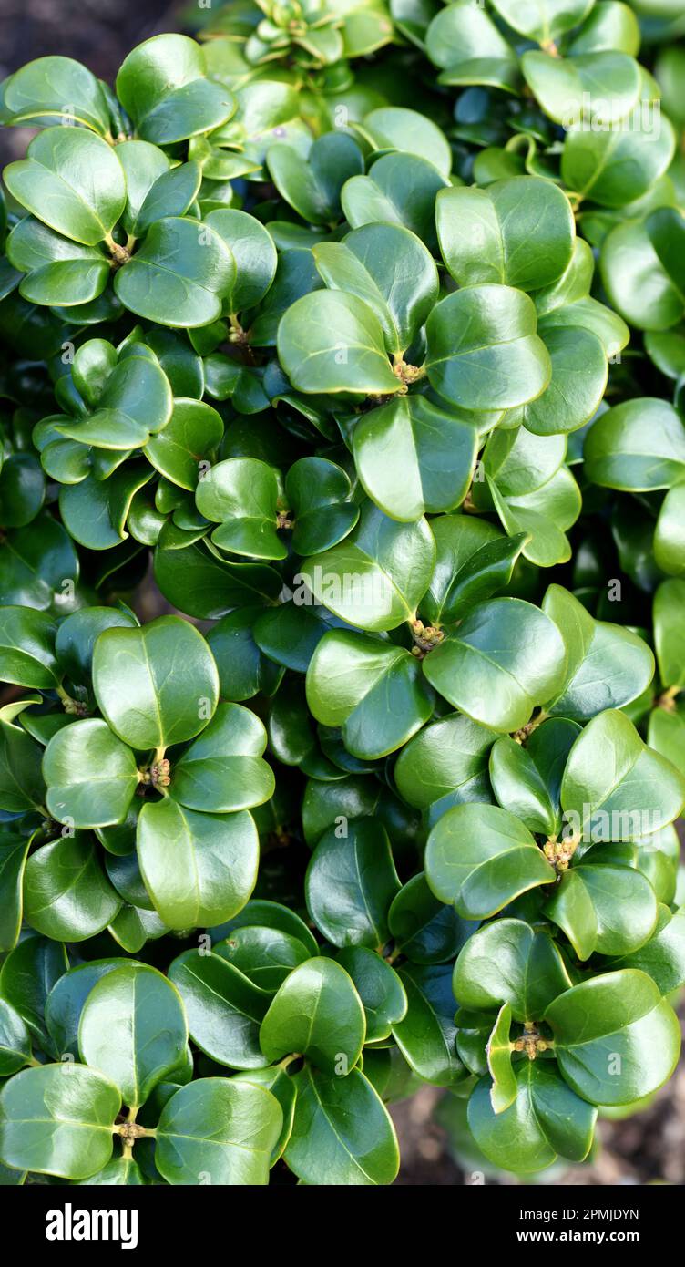 Ligustrum Japonicum Rotundifolium