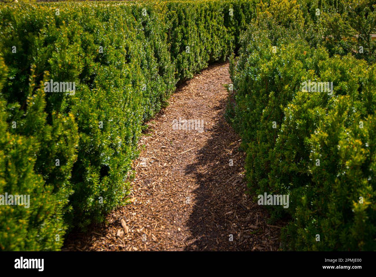 Hedge maze in english garden hi-res stock photography and images - Alamy