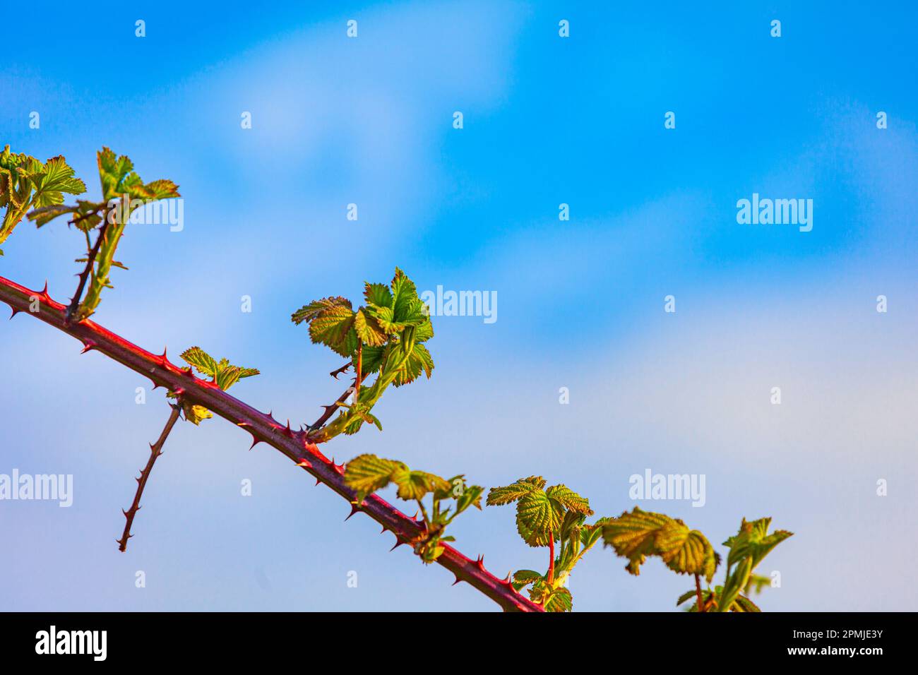 Bramble thicket hi-res stock photography and images - Alamy