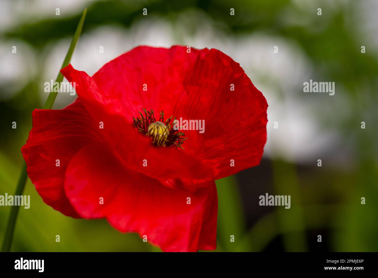 Deep red poppy hi-res stock photography and images - Alamy
