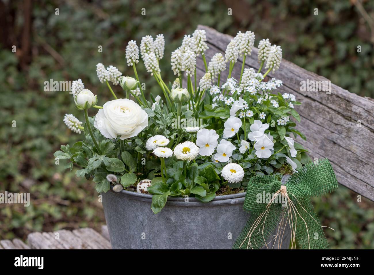 white bellis perennis, viola flower, ranunculus, forget me not flower ...