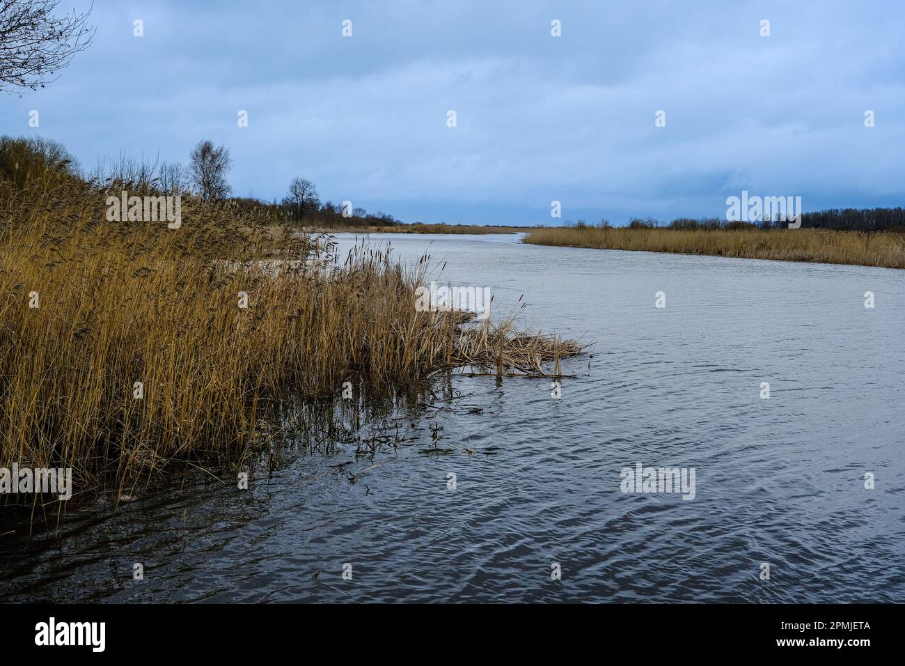 Thickets of reeds along the river bank. The blue sky and bulrush is ...