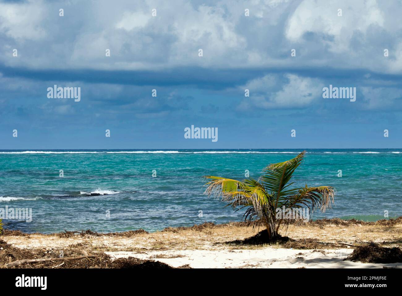 Small palm tree, beach, Mauritius Stock Photo - Alamy