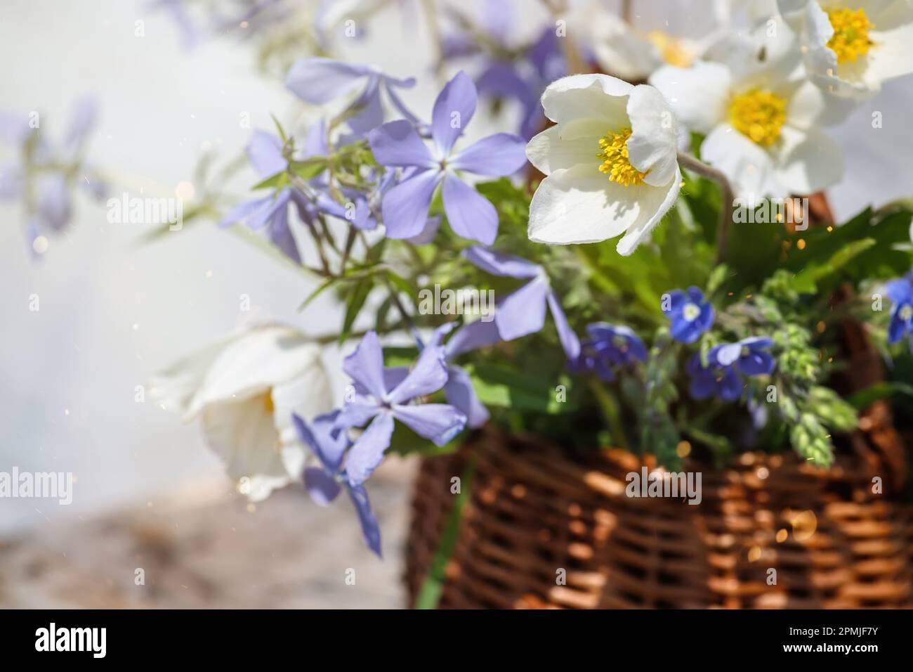 flowers in wicker baskets Anemonoides nemorosa, wild sweet william ...