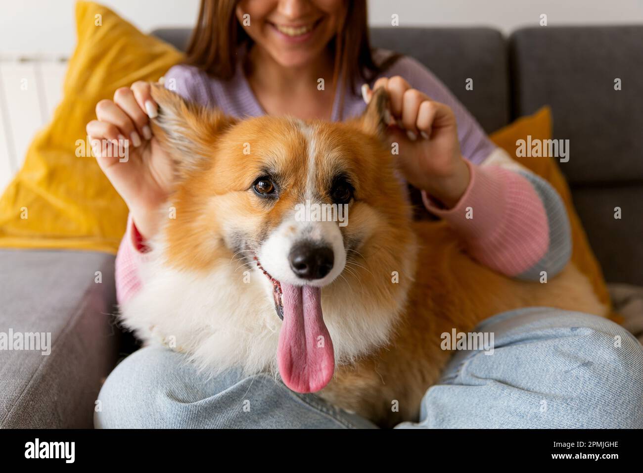 a cute portrait of a corgi with a protruding tongue with the hostess on ...