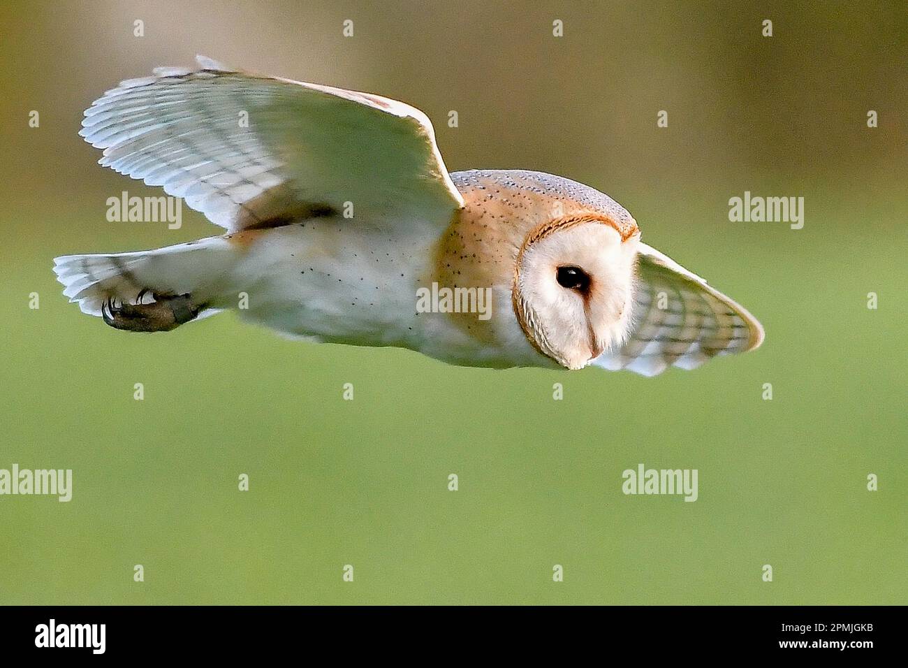Owl silent hi-res stock photography and images - Alamy