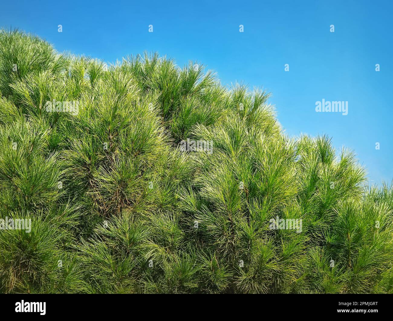 Blue pine tree hi-res stock photography and images - Alamy