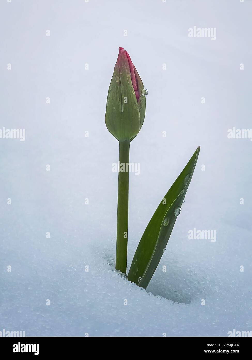 Unbloomed young tulip flower growing under the white snow. Water drops ...