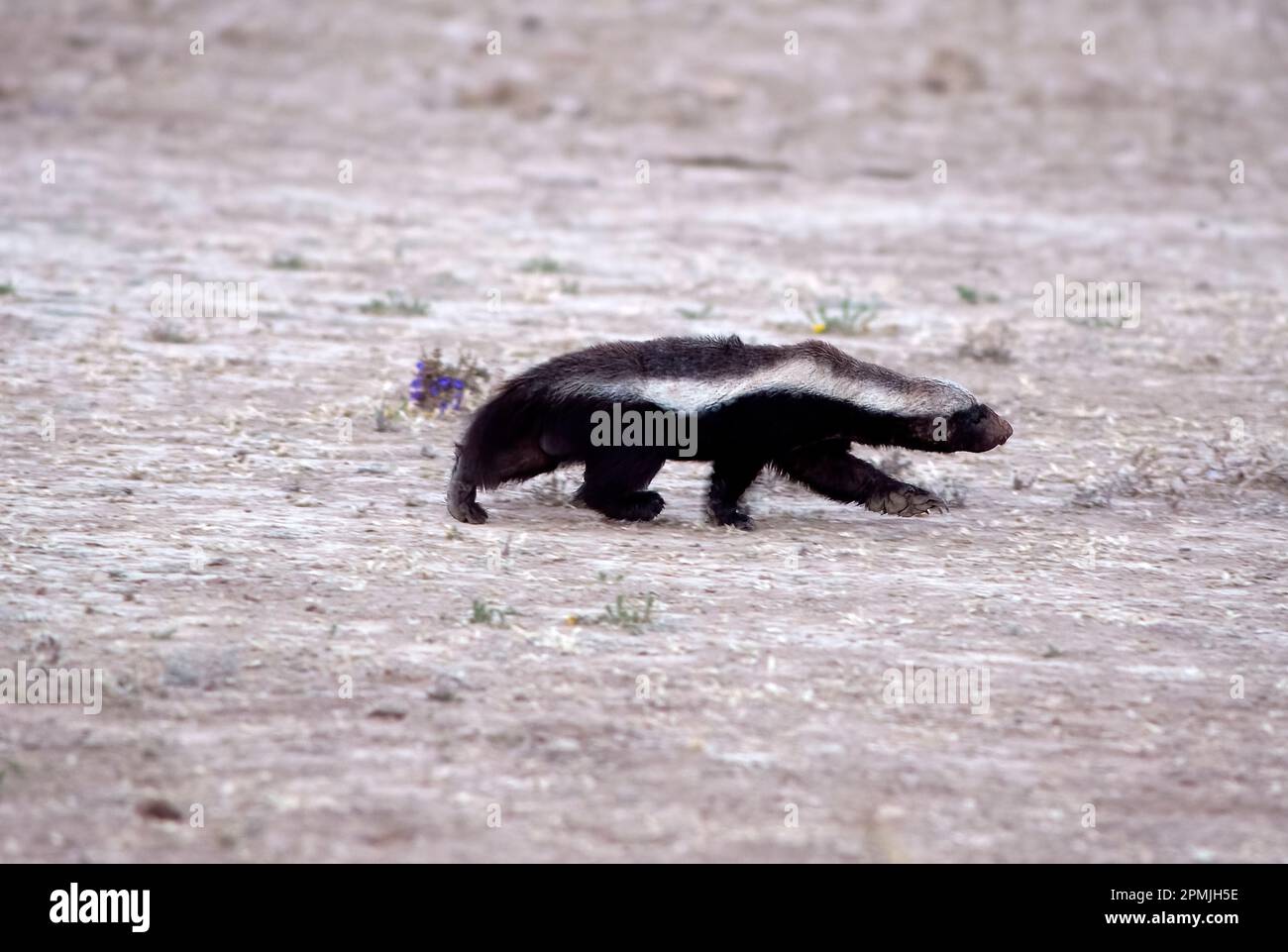 Honey badger, (Mellivora capensis) coming to the waterhole, Kgalagadi ...