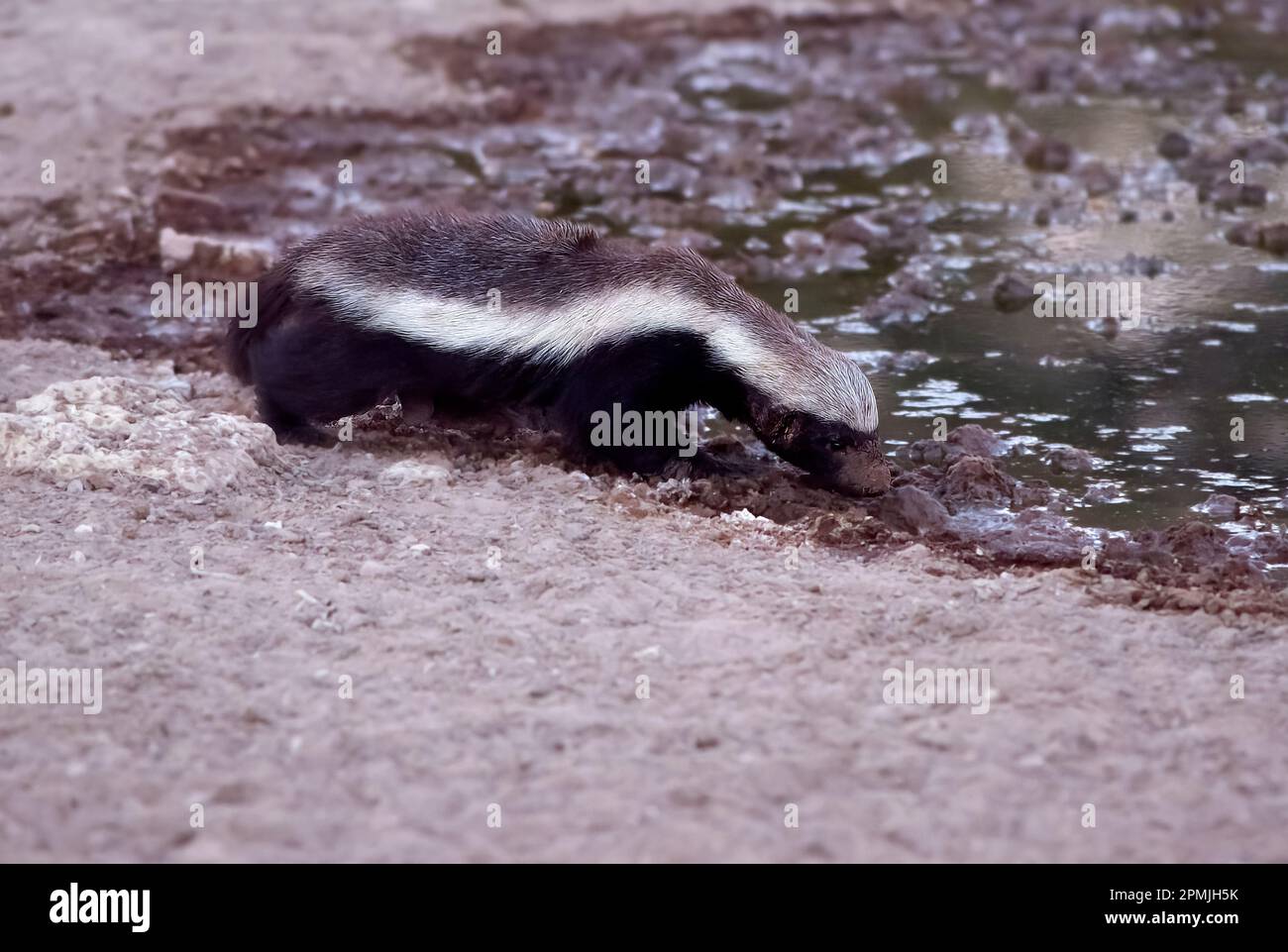 Honey badger, (Mellivora capensis) coming to the waterhole, Kgalagadi ...