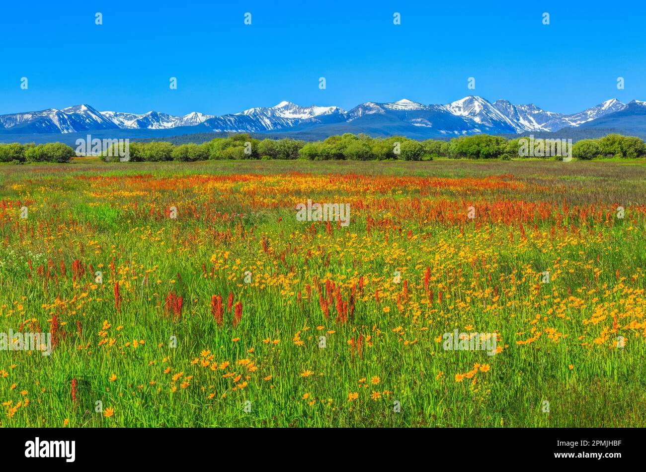 wildflowers in a meadow of the big hole valley below the beaverhead ...