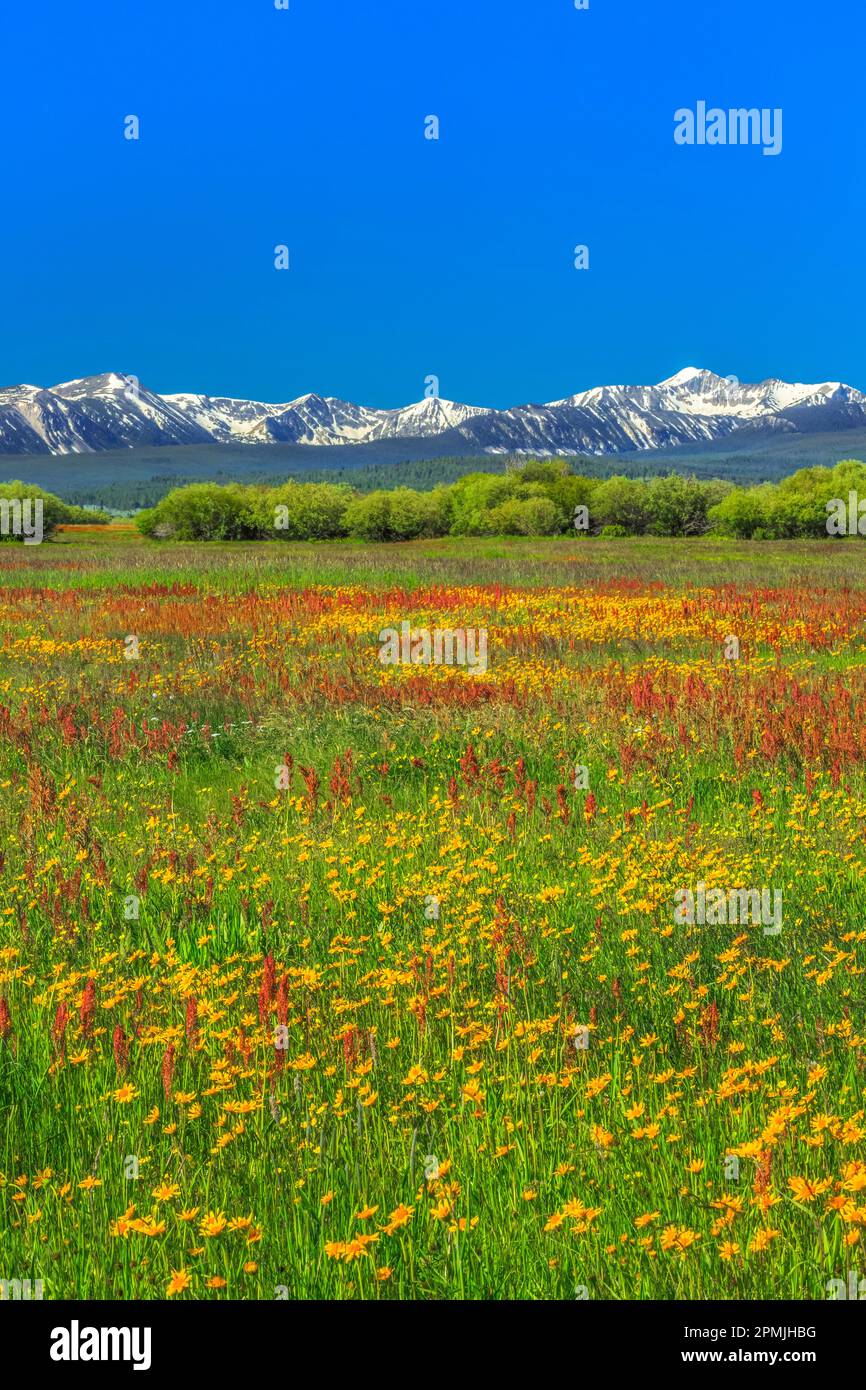 wildflowers in a meadow of the big hole valley below the beaverhead ...