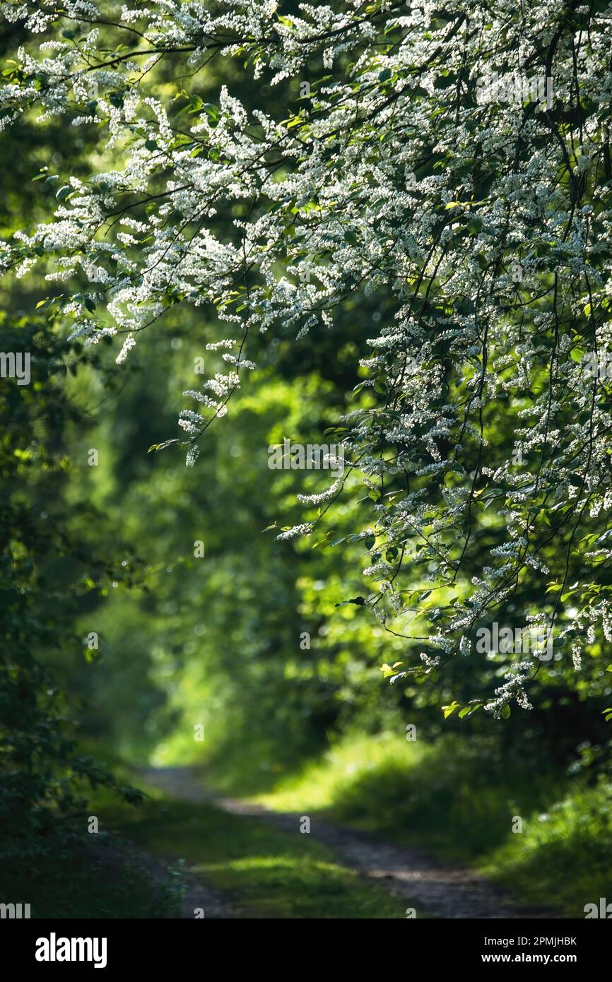 An idyllic path on a sunny day in spring with white bird cherry or ...