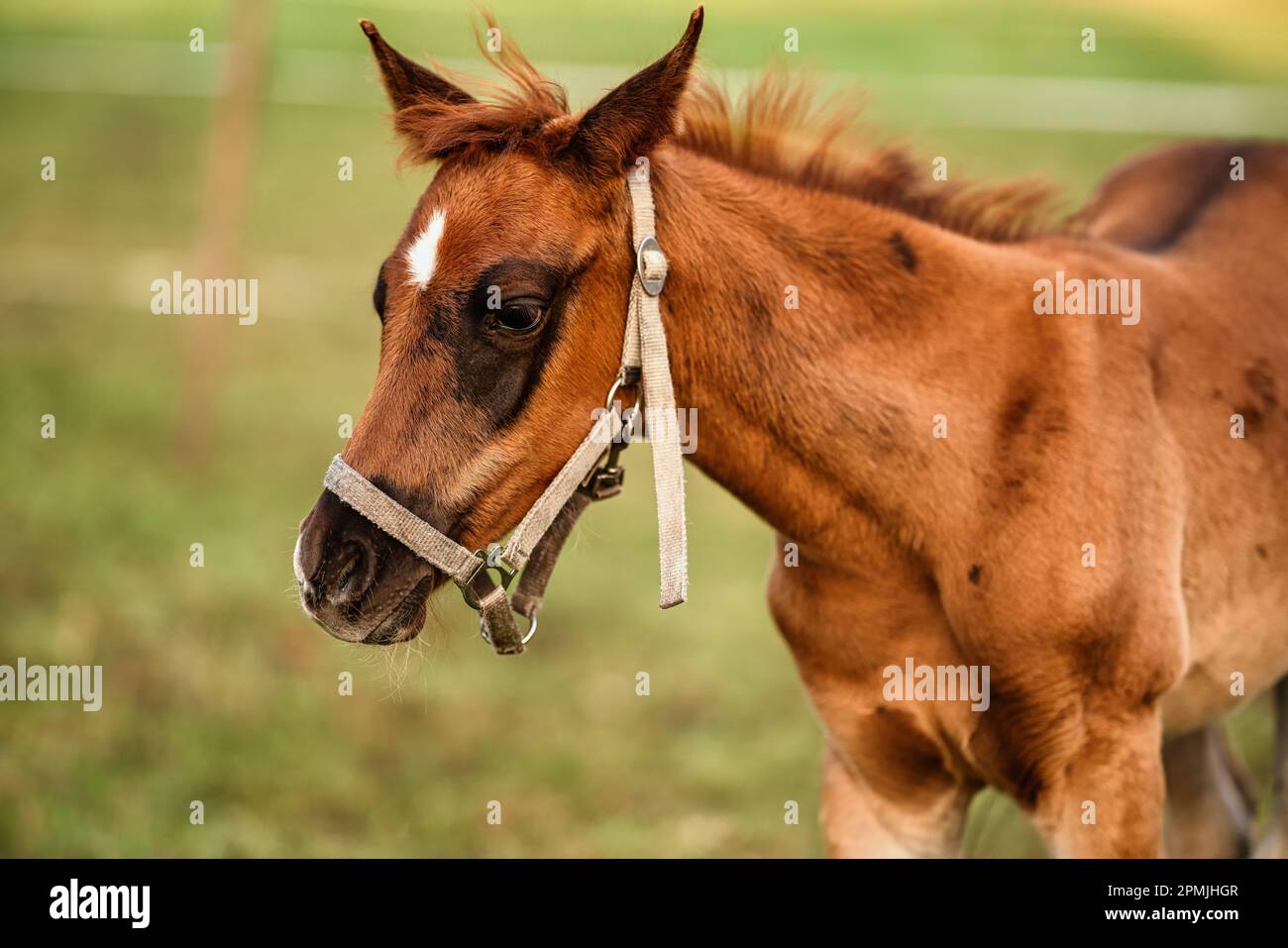 Small brown Arabian horse foal closeup detail to head, blurred green ...