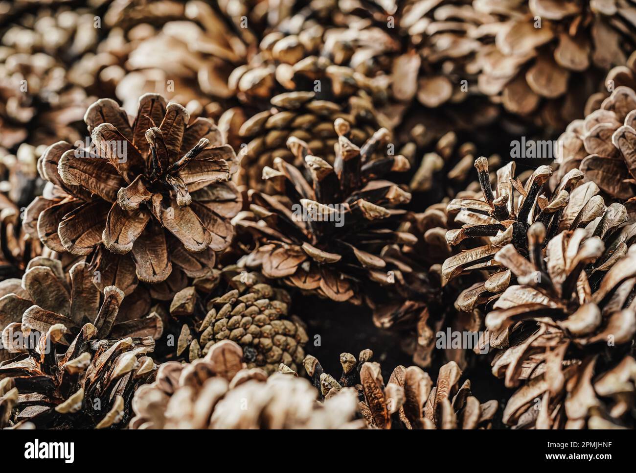 Pile of different coniferous trees cones, used as decoration - abstract ...