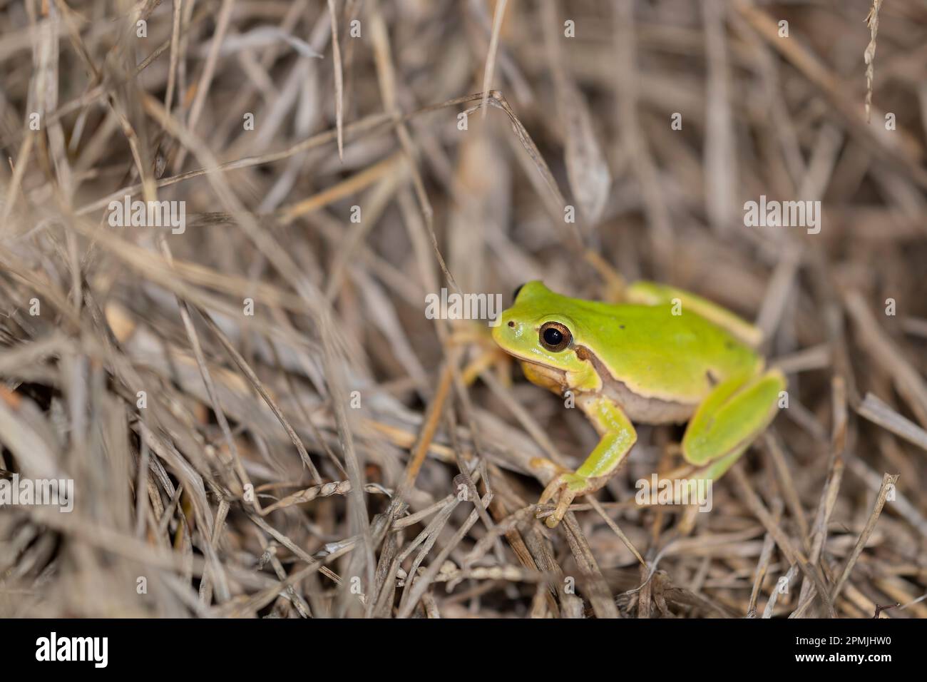 The Italian tree frog (Hyla intermedia) is a species of frog in the ...