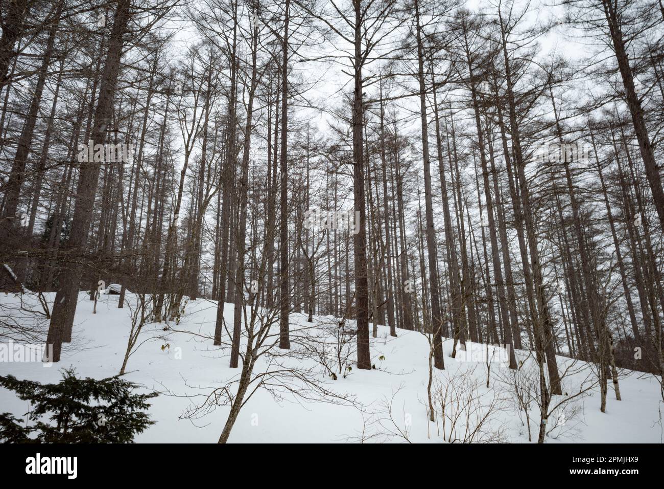 Togakushi, Nagano Prefecture, Japan. 13th Feb, 2023. Snow-covered ...