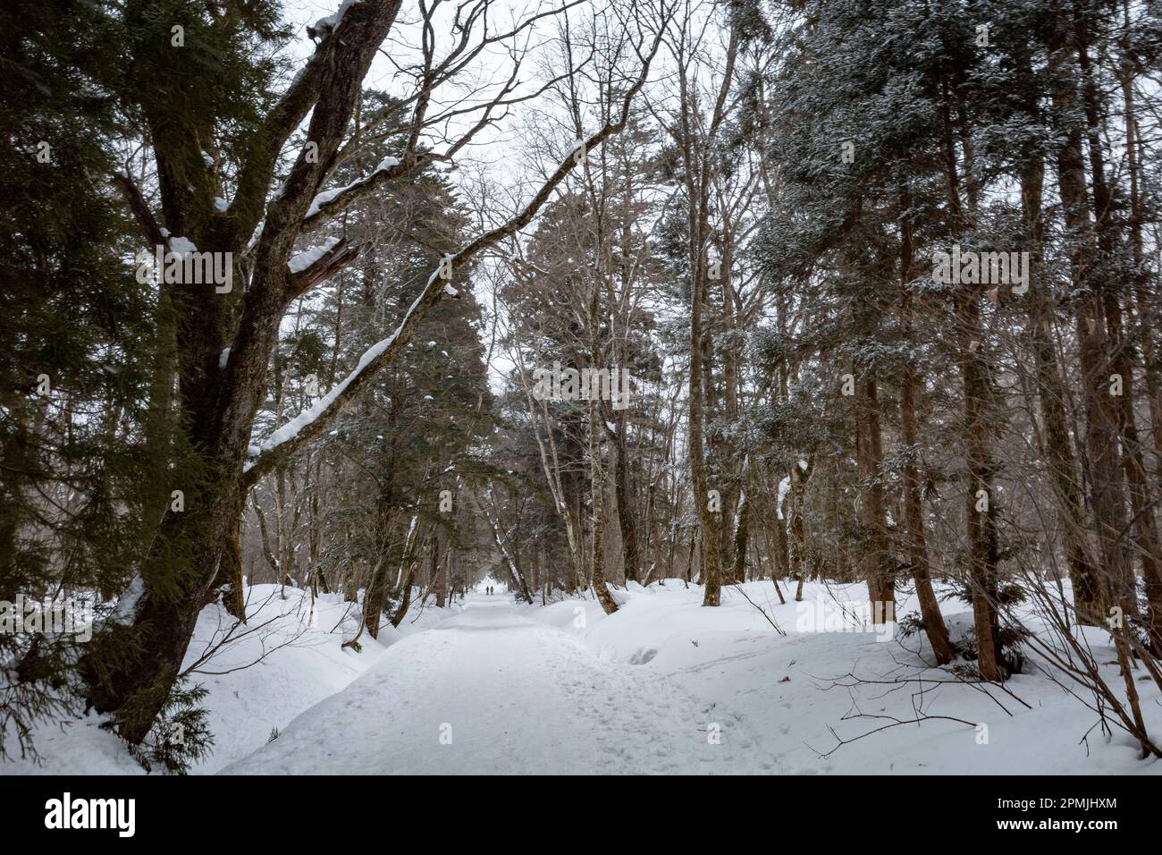 Togakushi, Nagano Prefecture, Japan. 13th Feb, 2023. Snow-covered ...