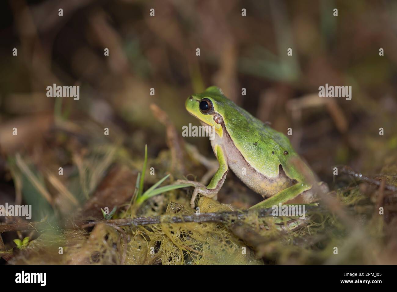 The Italian tree frog (Hyla intermedia) is a species of frog in the ...