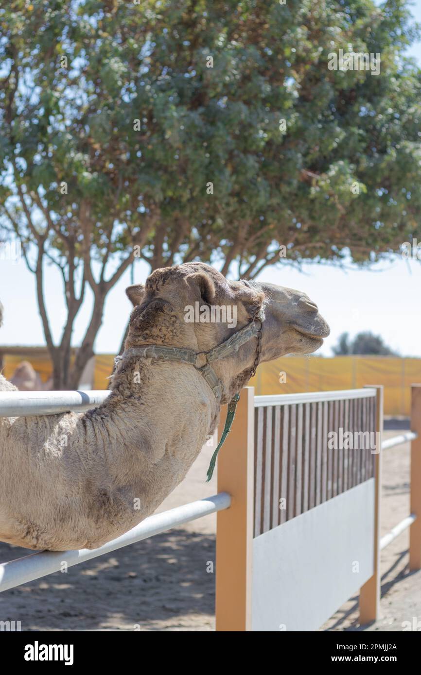 A camel in a pen in clear weather. zoo with wild animals. the face of a ...