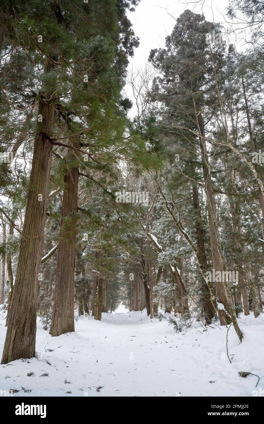 Togakushi, Nagano Prefecture, Japan. 13th Feb, 2023. Snow-covered ...