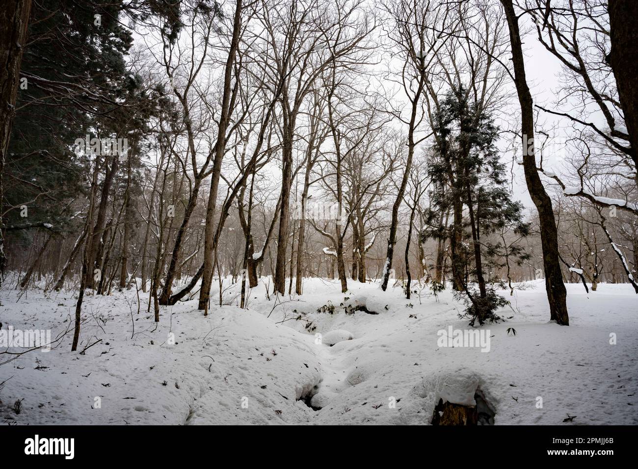 Togakushi, Nagano Prefecture, Japan. 13th Feb, 2023. Snow-covered ...