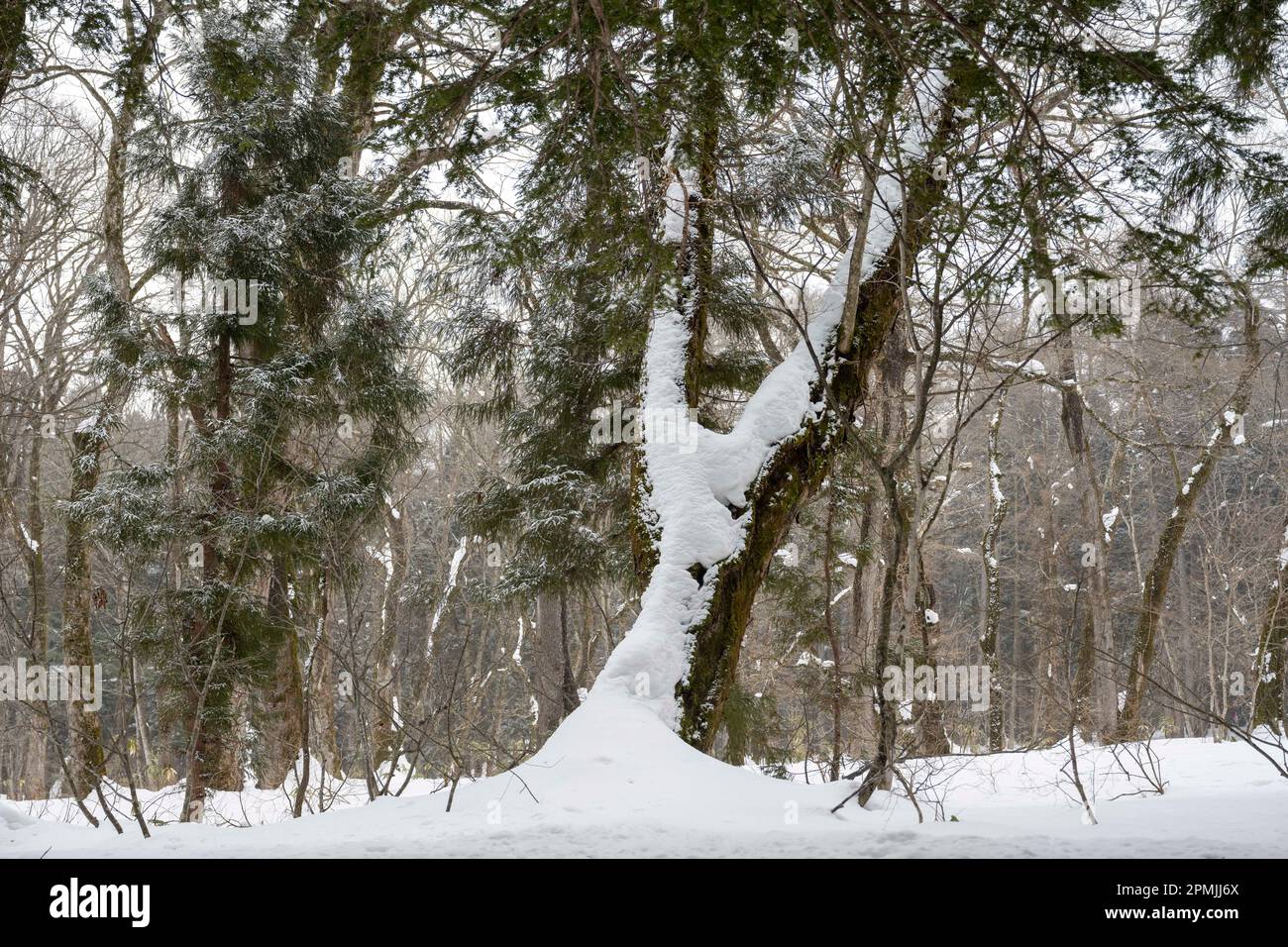 Togakushi, Nagano Prefecture, Japan. 13th Feb, 2023. Snow-covered ...