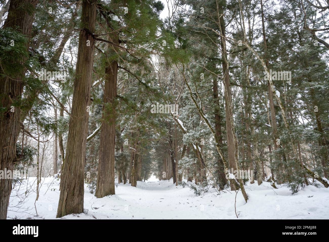 Togakushi, Nagano Prefecture, Japan. 13th Feb, 2023. Snow-covered ...