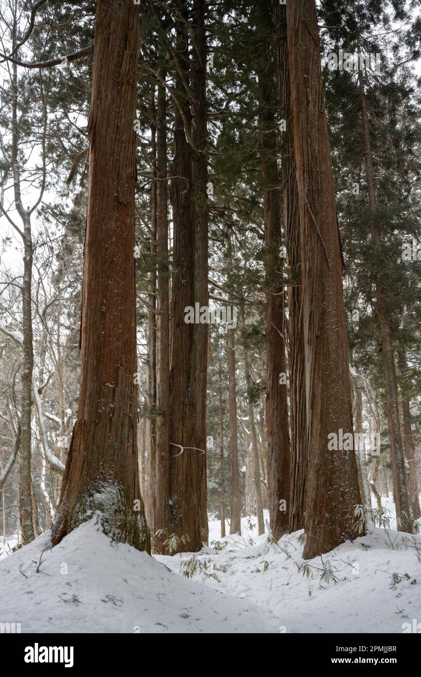 Togakushi, Nagano Prefecture, Japan. 13th Feb, 2023. Snow-covered ...