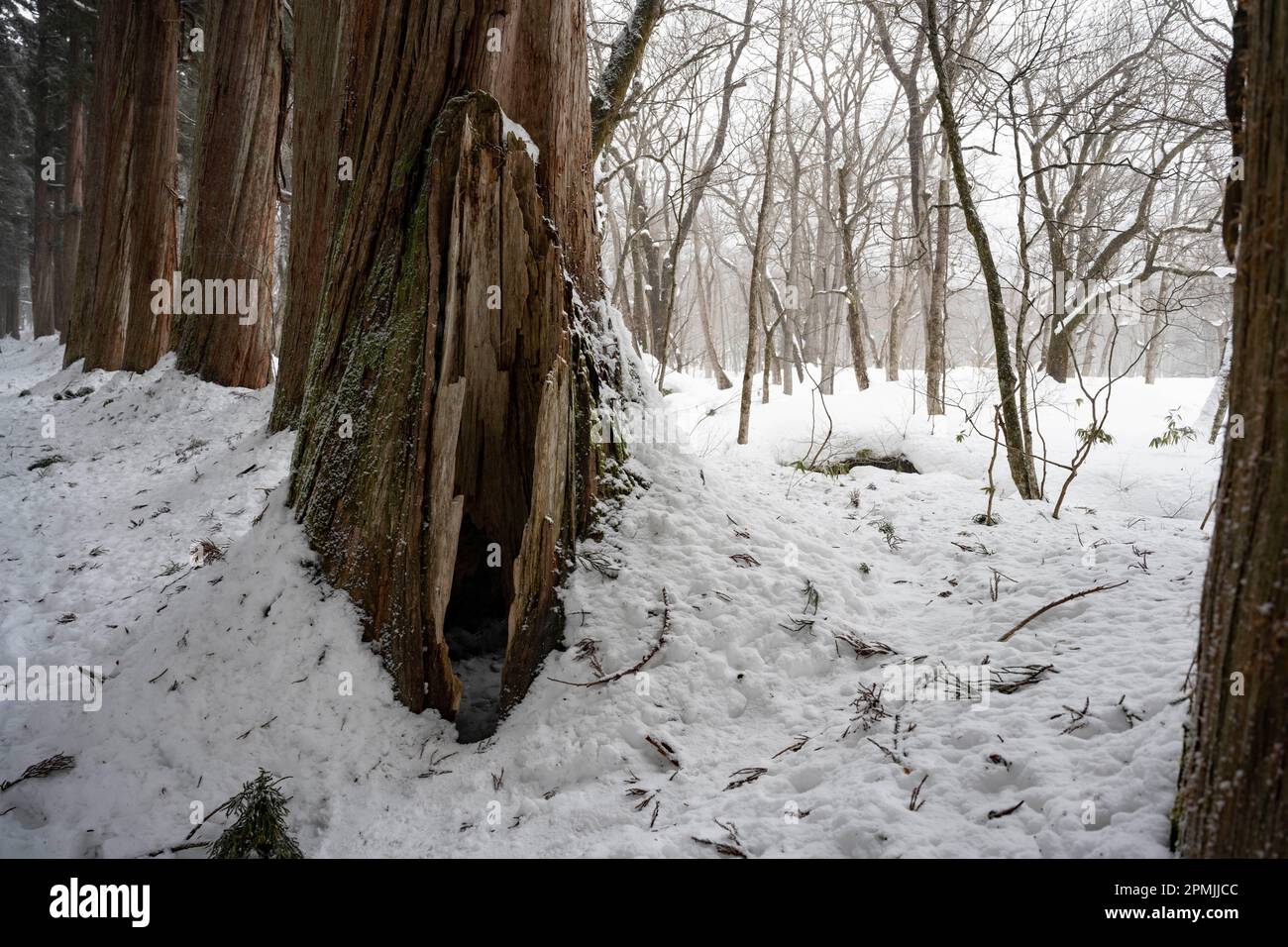 Togakushi, Nagano Prefecture, Japan. 13th Feb, 2023. Snow-covered ...