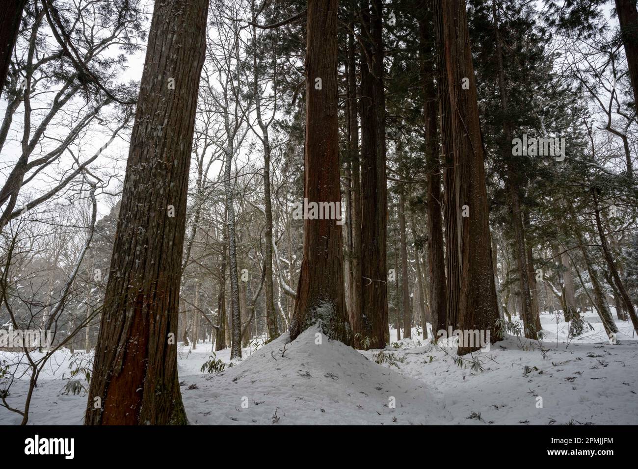 Togakushi, Nagano Prefecture, Japan. 13th Feb, 2023. Snow-covered ...