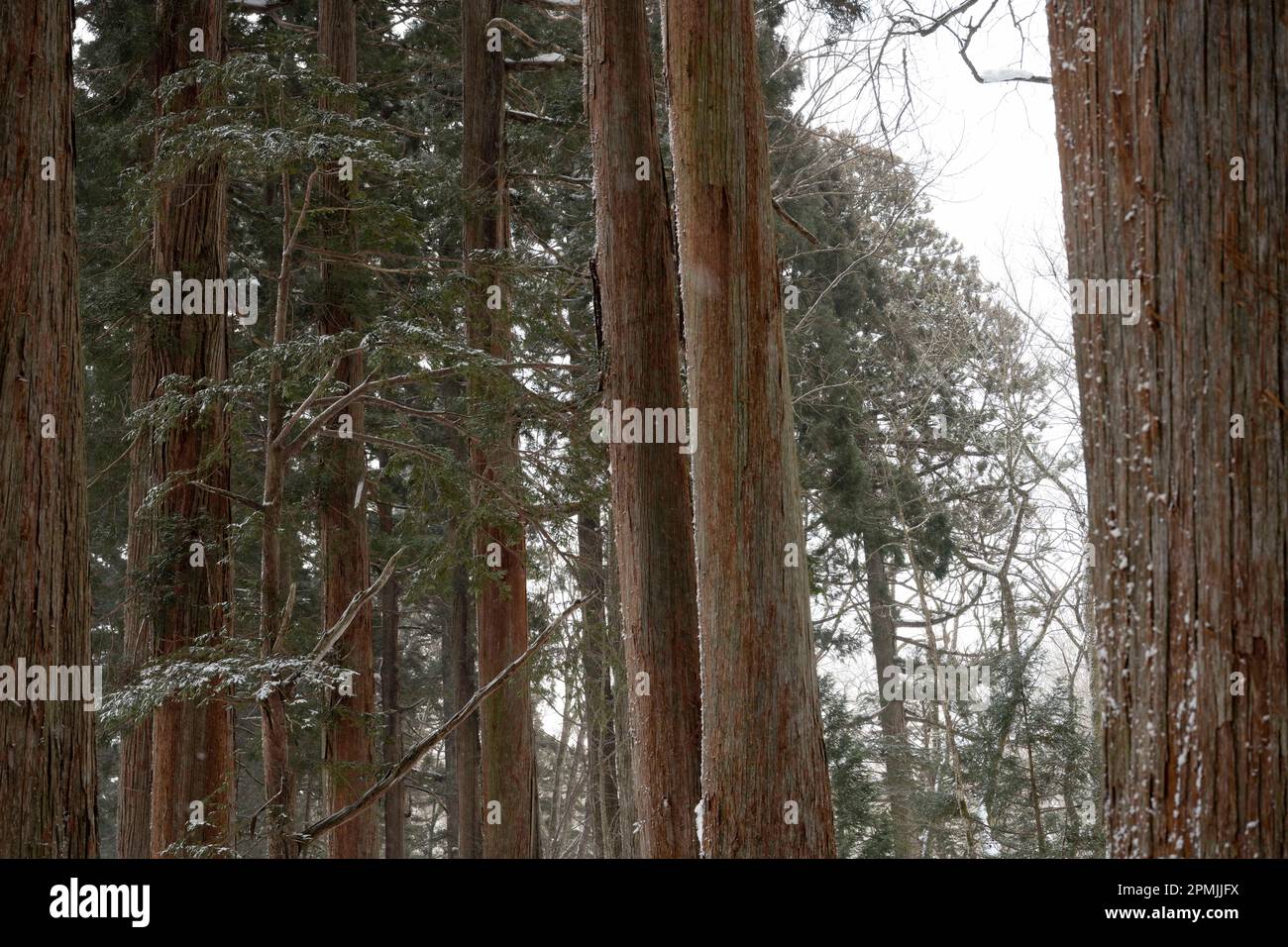 Togakushi, Nagano Prefecture, Japan. 13th Feb, 2023. Snow-covered ...