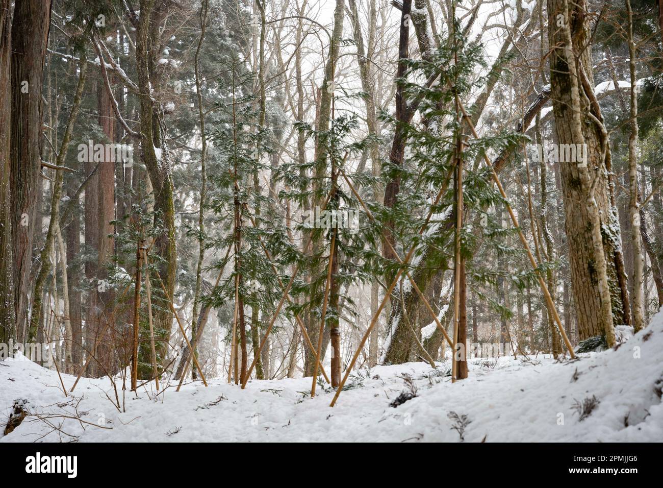 Togakushi, Nagano Prefecture, Japan. 13th Feb, 2023. Snow-covered ...