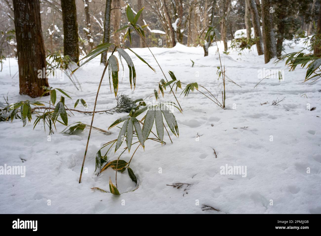 Togakushi, Nagano Prefecture, Japan. 13th Feb, 2023. Snow-covered ...