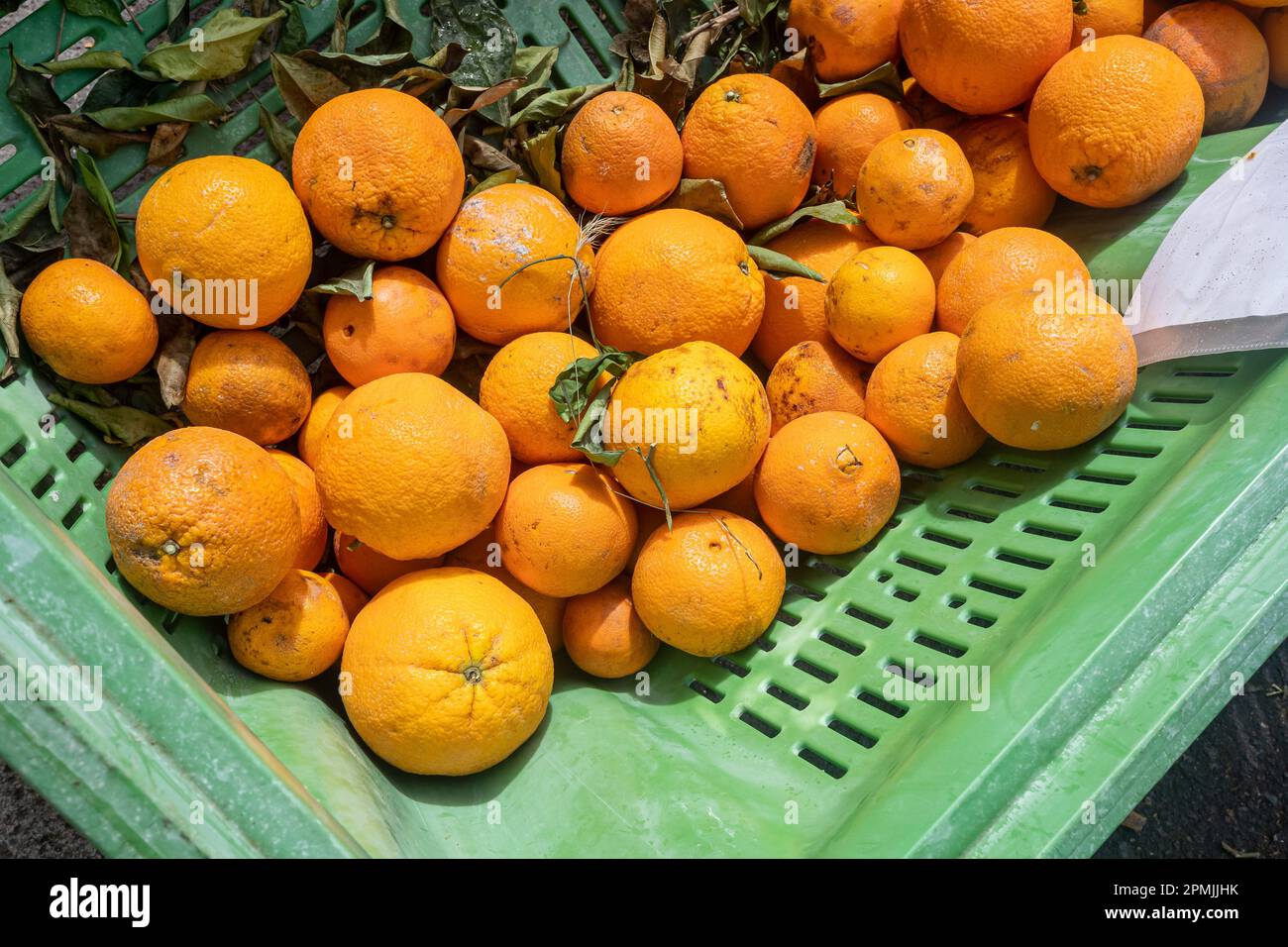 Vietnamese green and yellow oranges hi-res stock photography and images ...