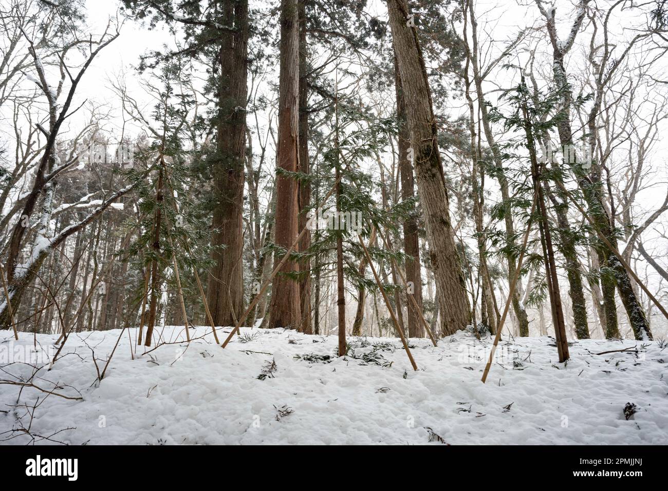 Togakushi, Nagano Prefecture, Japan. 13th Feb, 2023. Snow-covered ...